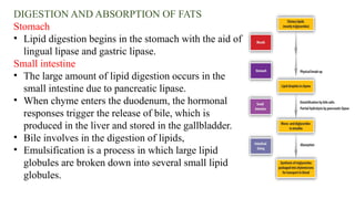 Digestion and Absorption of Carbohydrates, Proteina and Fats | PPTX