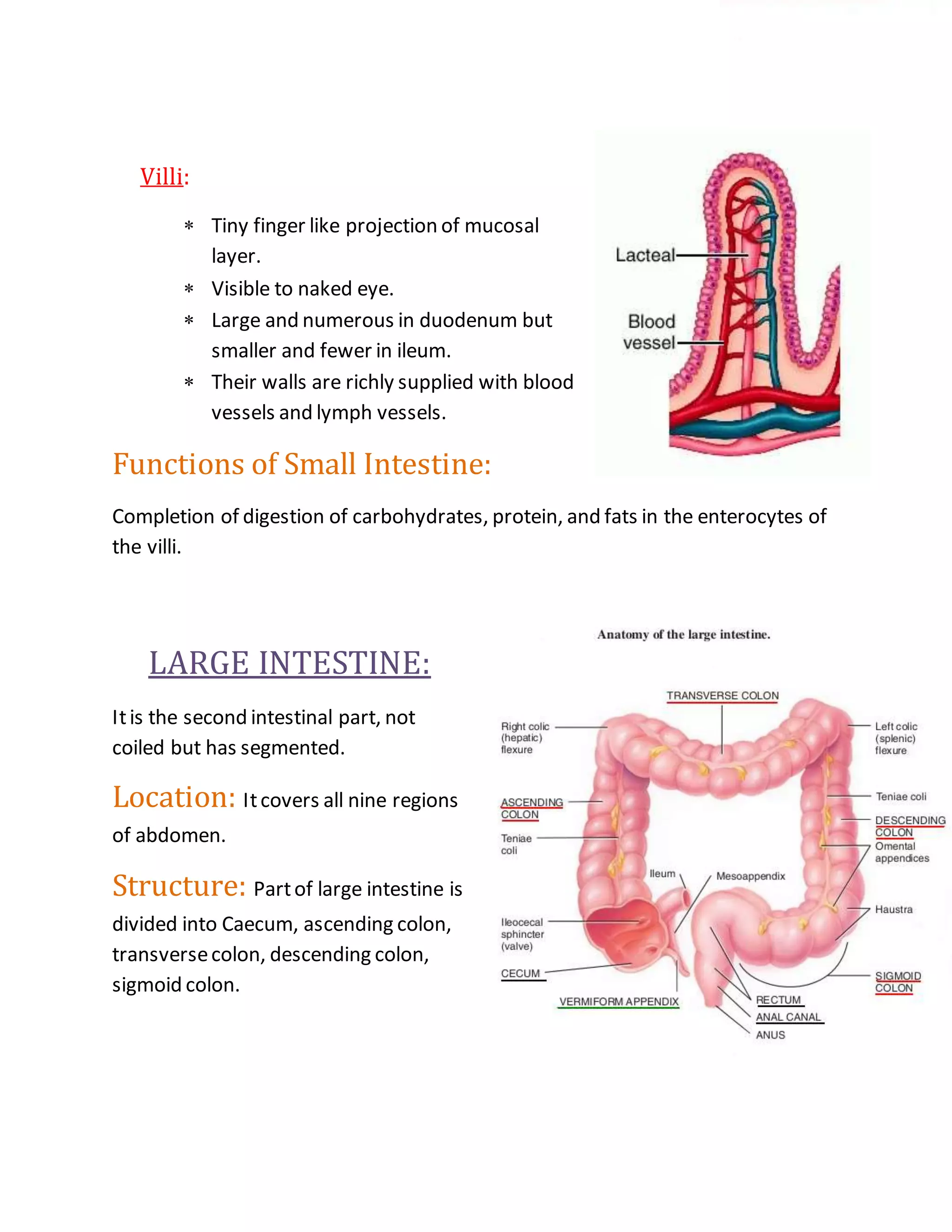 Digestive system | DOCX