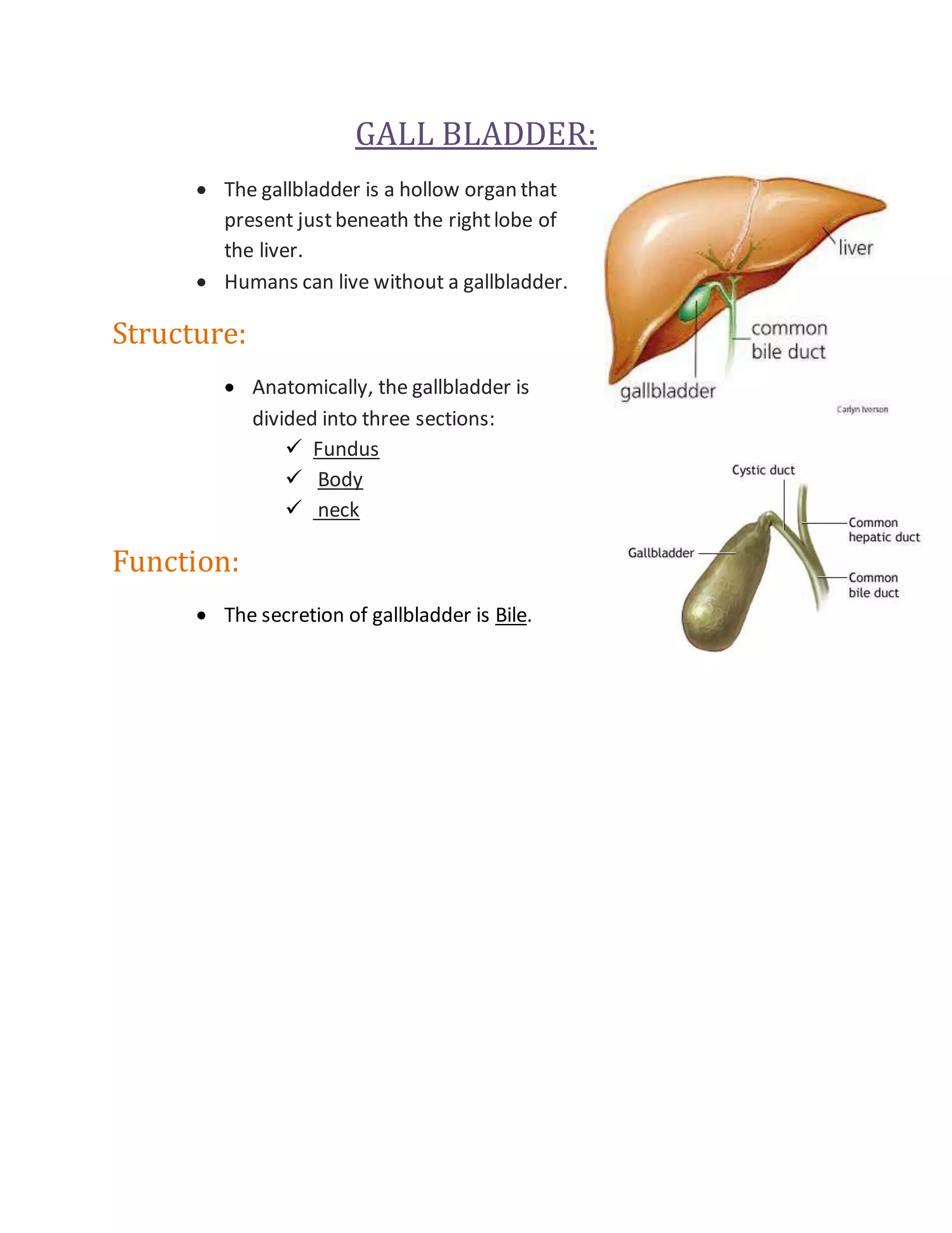 Digestive system | DOCX