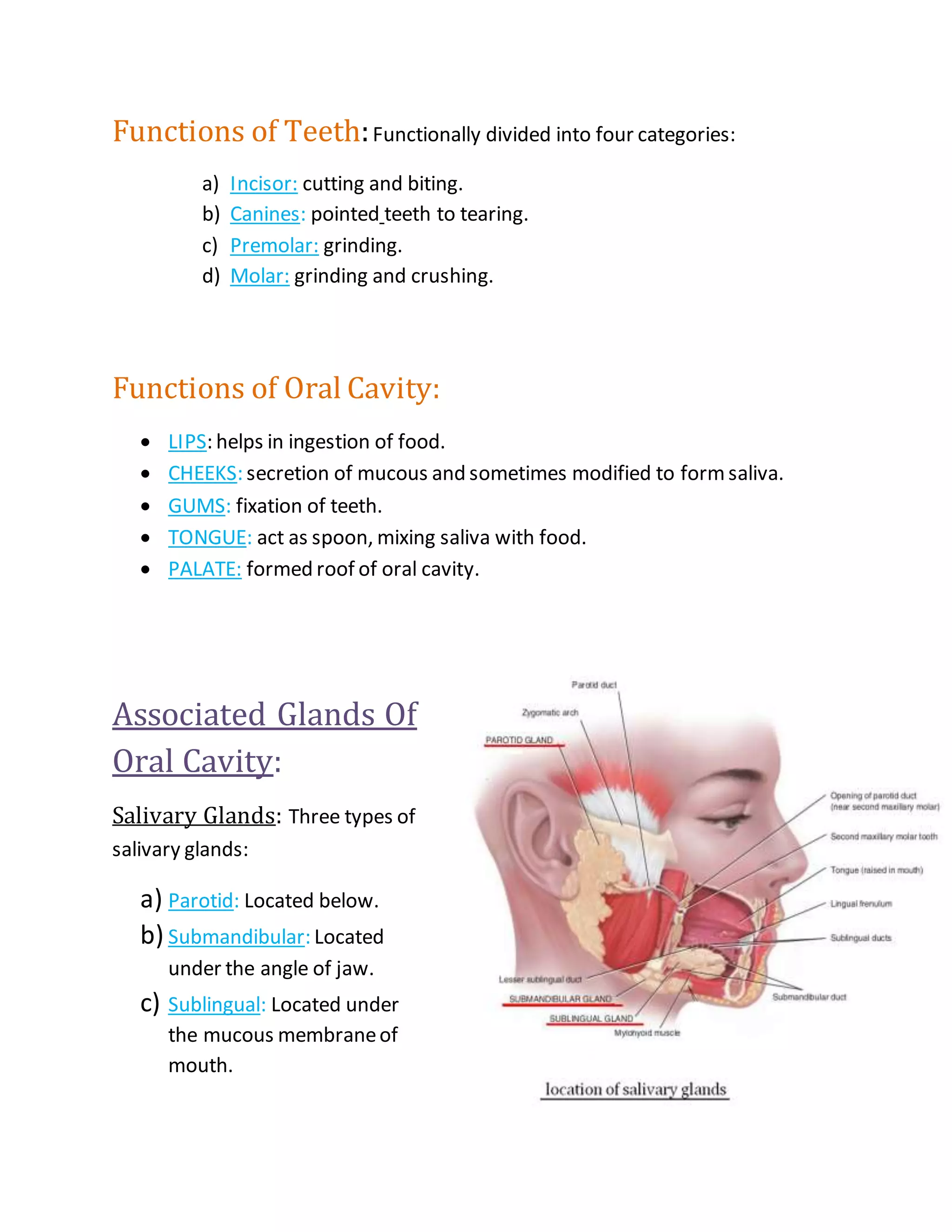 Digestive system | DOCX
