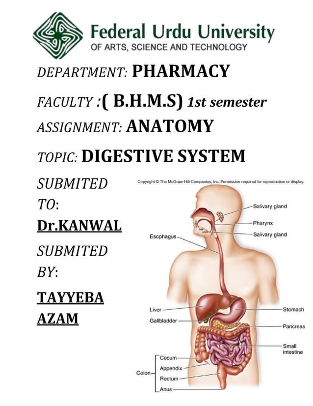 Digestive system | PDF