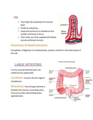 Digestive system | DOCX