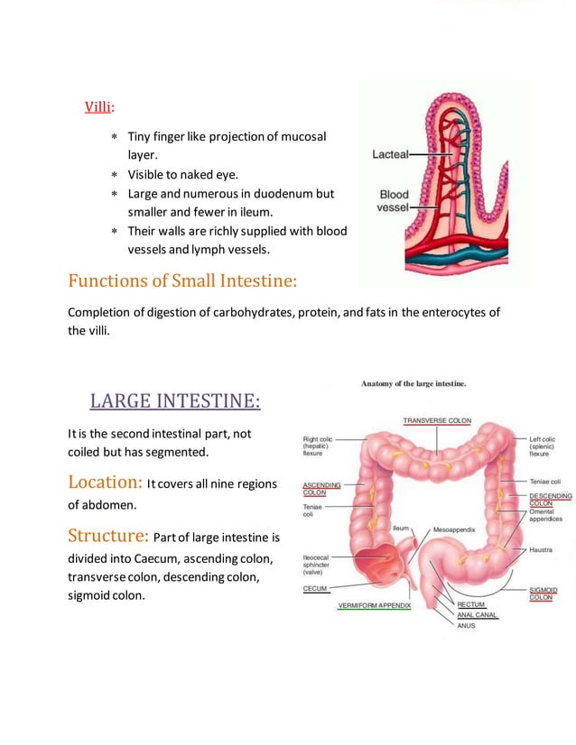 Digestive system | PDF