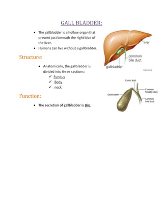 Digestive system | DOCX