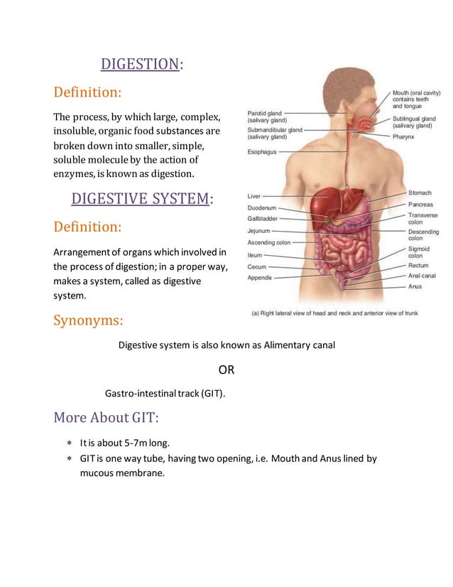 Digestive system | PDF