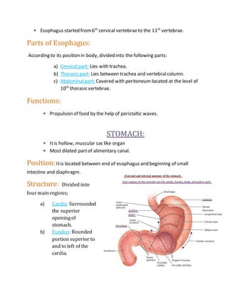 Digestive system | DOCX