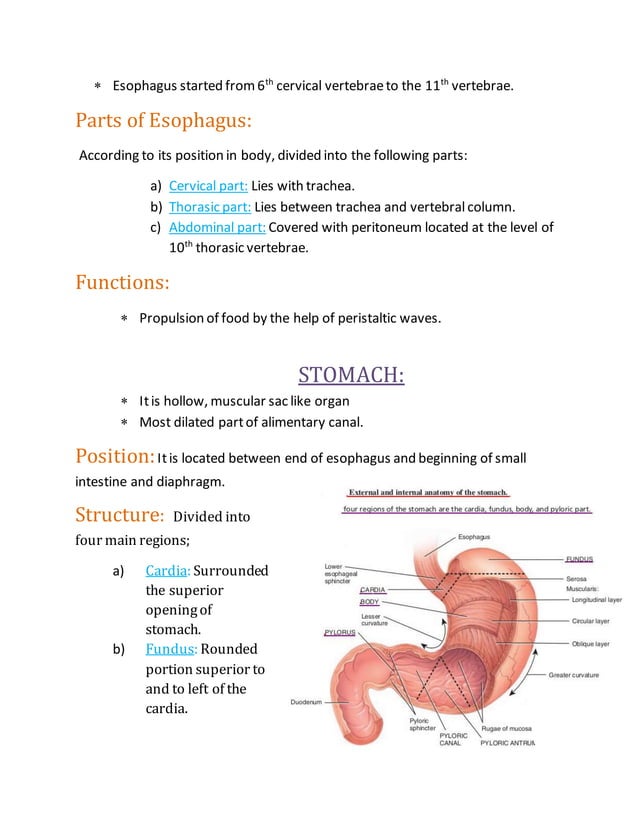 Digestive system | PDF