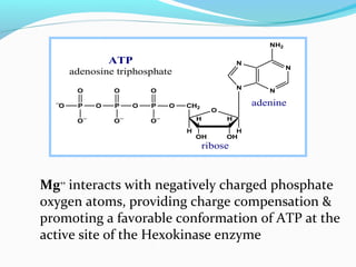Digestion of glycolysis --Sir Khalid (Biochem) | PPT | Free Download