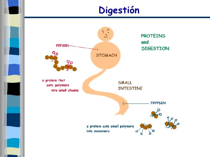 Digestion And Elimination