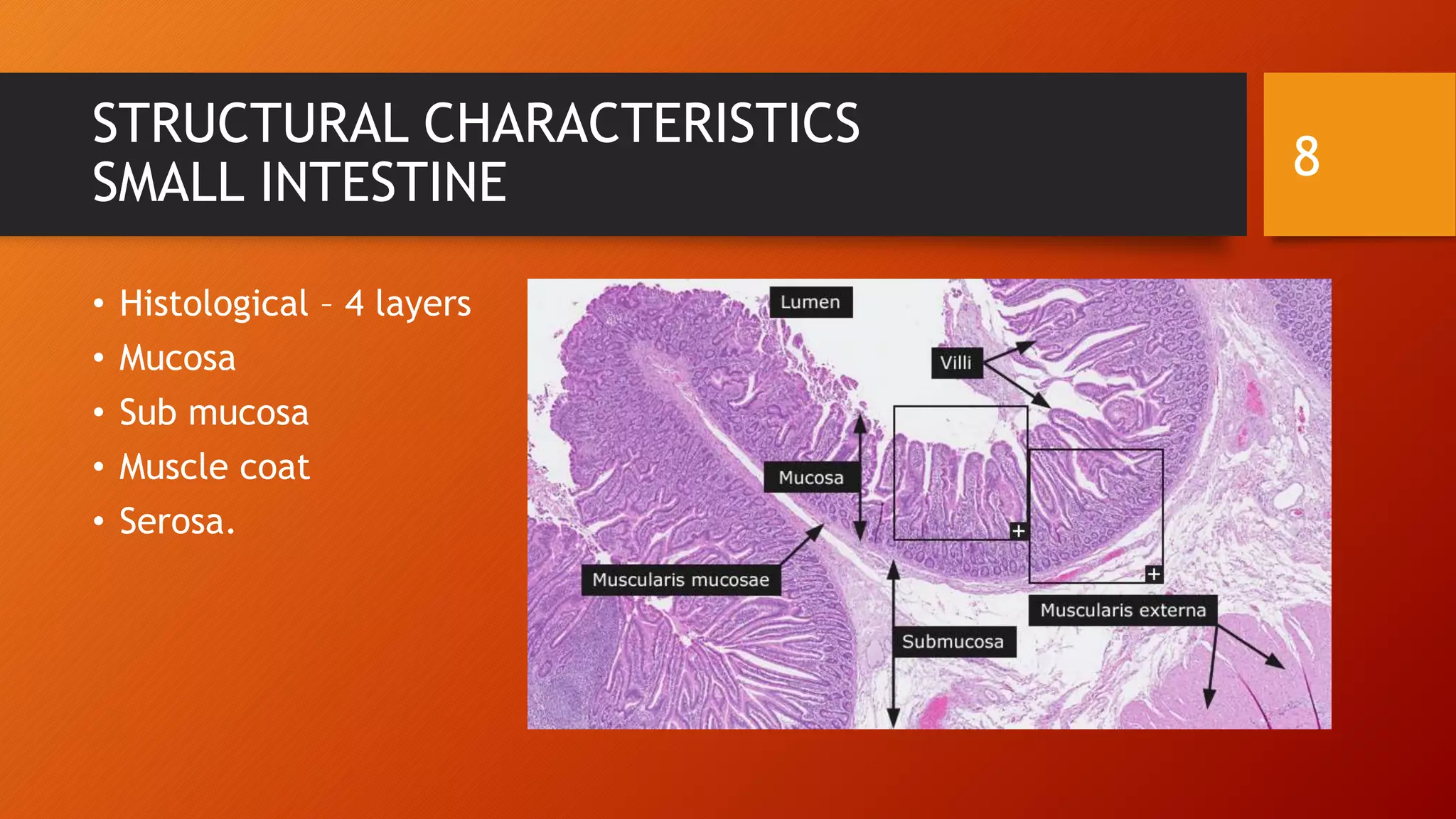 Digestion - Intestine.pptx