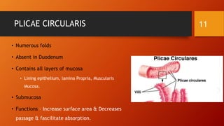 Digestion - Intestine.pptx