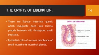 Digestion - Intestine.pptx