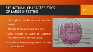 Digestion - Intestine.pptx