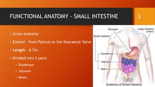 Digestion - Intestine.pptx
