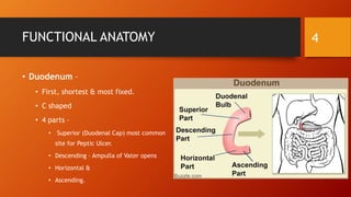 Digestion - Intestine.pptx