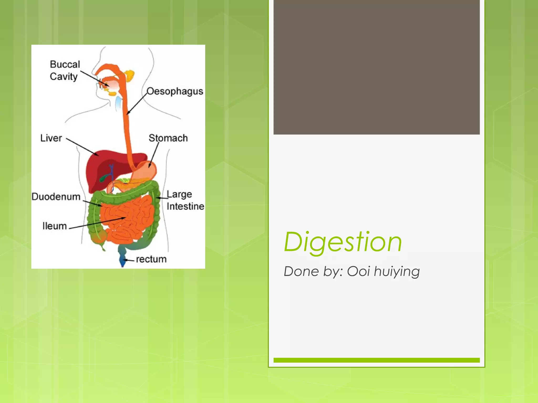 Digestion.ppt my own slides | PPT | Digestive Disorders | Diseases and Conditions