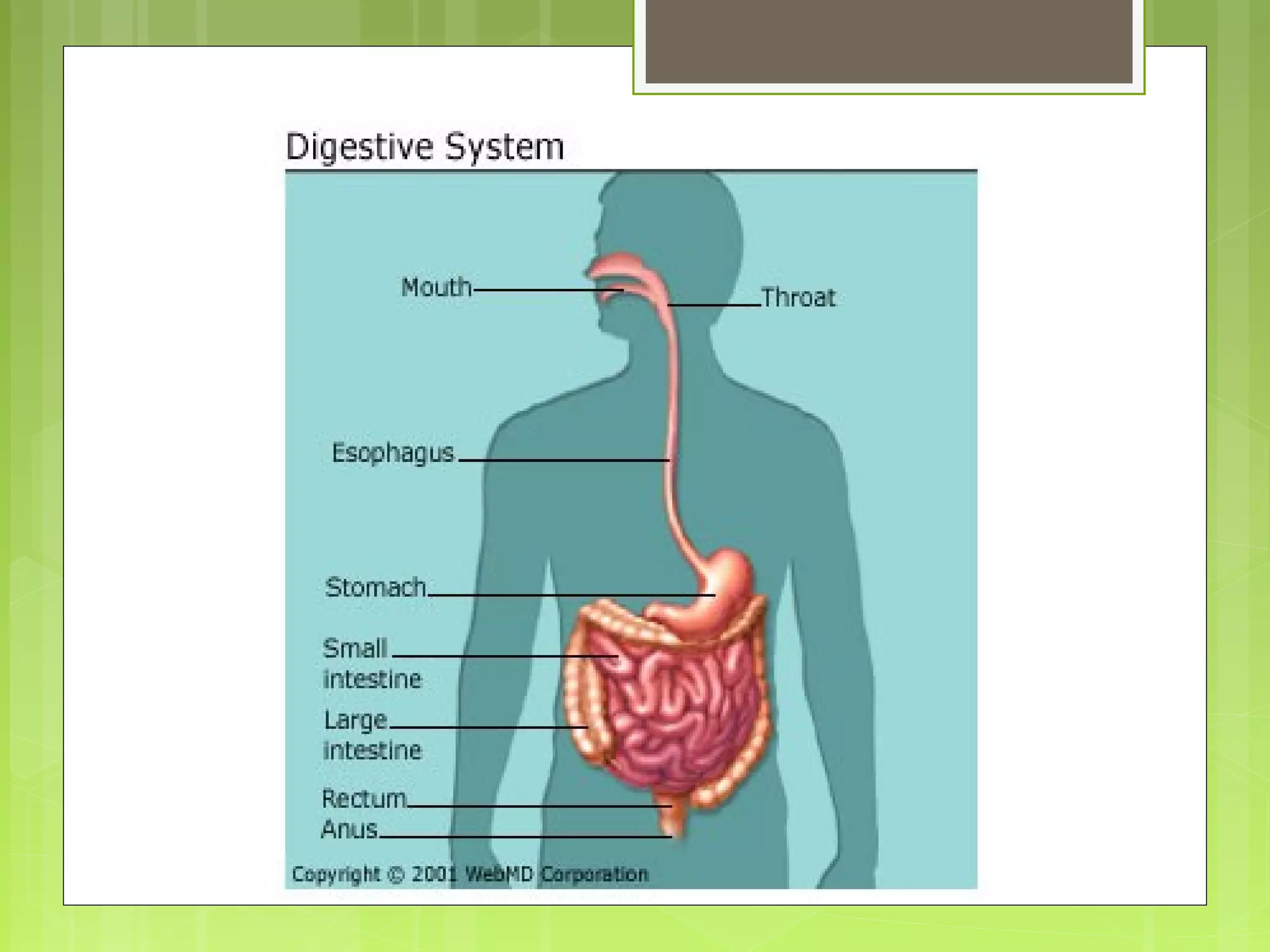 Digestion.ppt my own slides | PPT | Digestive Disorders | Diseases and Conditions