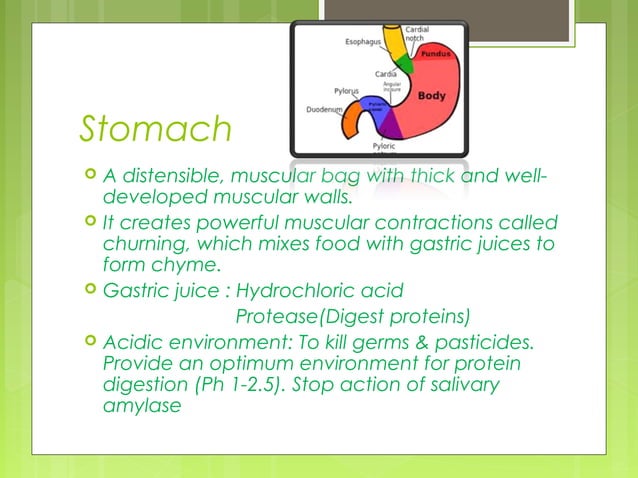 Digestion.ppt my own slides | PPT