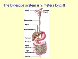Digestion | PPT