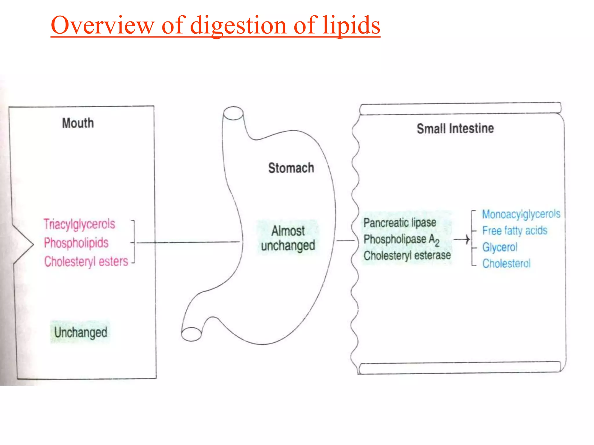 Digestion2.ppt
