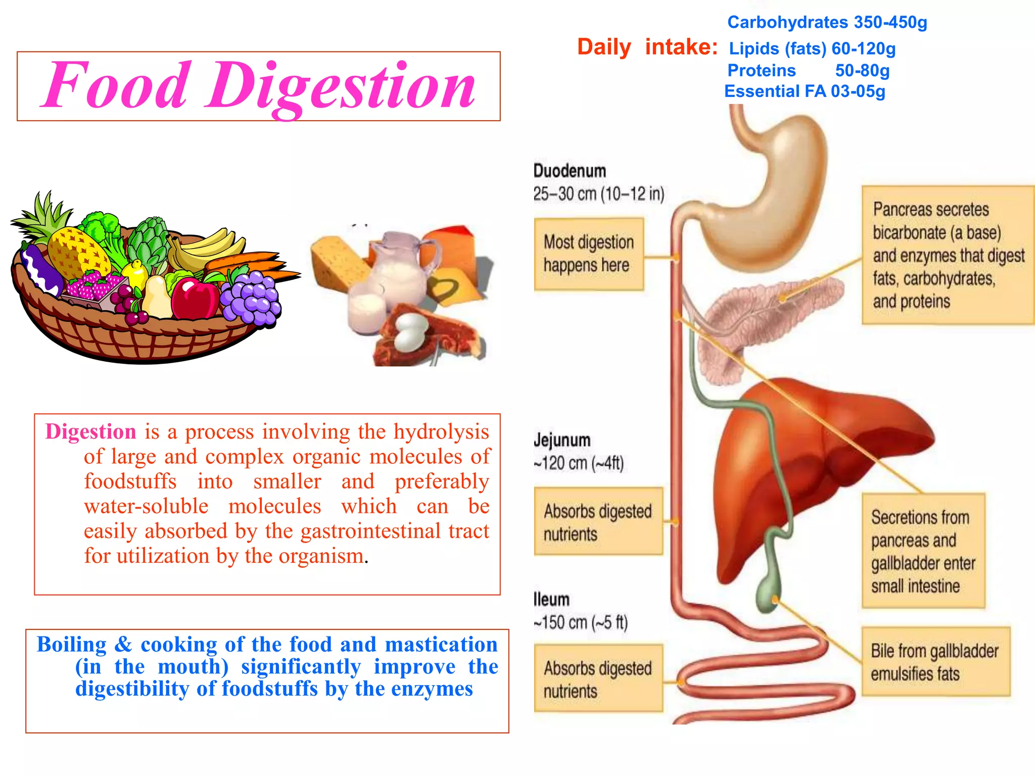 Digestion2.ppt