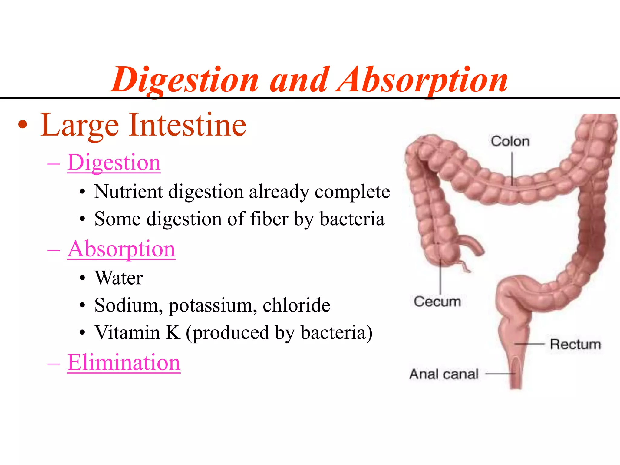 Digestion2.ppt