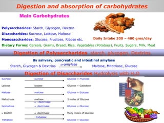 Digestion2.ppt