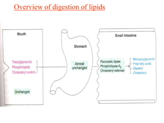 Digestion2.ppt
