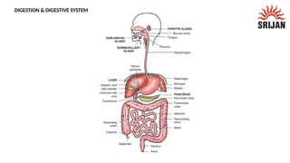 Digestion Stages and Enzymes in Humans.pptx