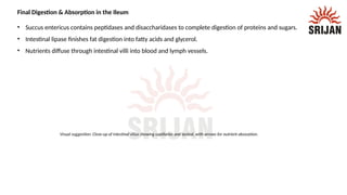Digestion Stages and Enzymes in Humans.pptx