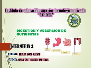 digestion absorcion y metabolismo nutricion y dieta - gaby.ppt