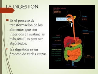 digestion absorcion y metabolismo nutricion y dieta - gaby.ppt