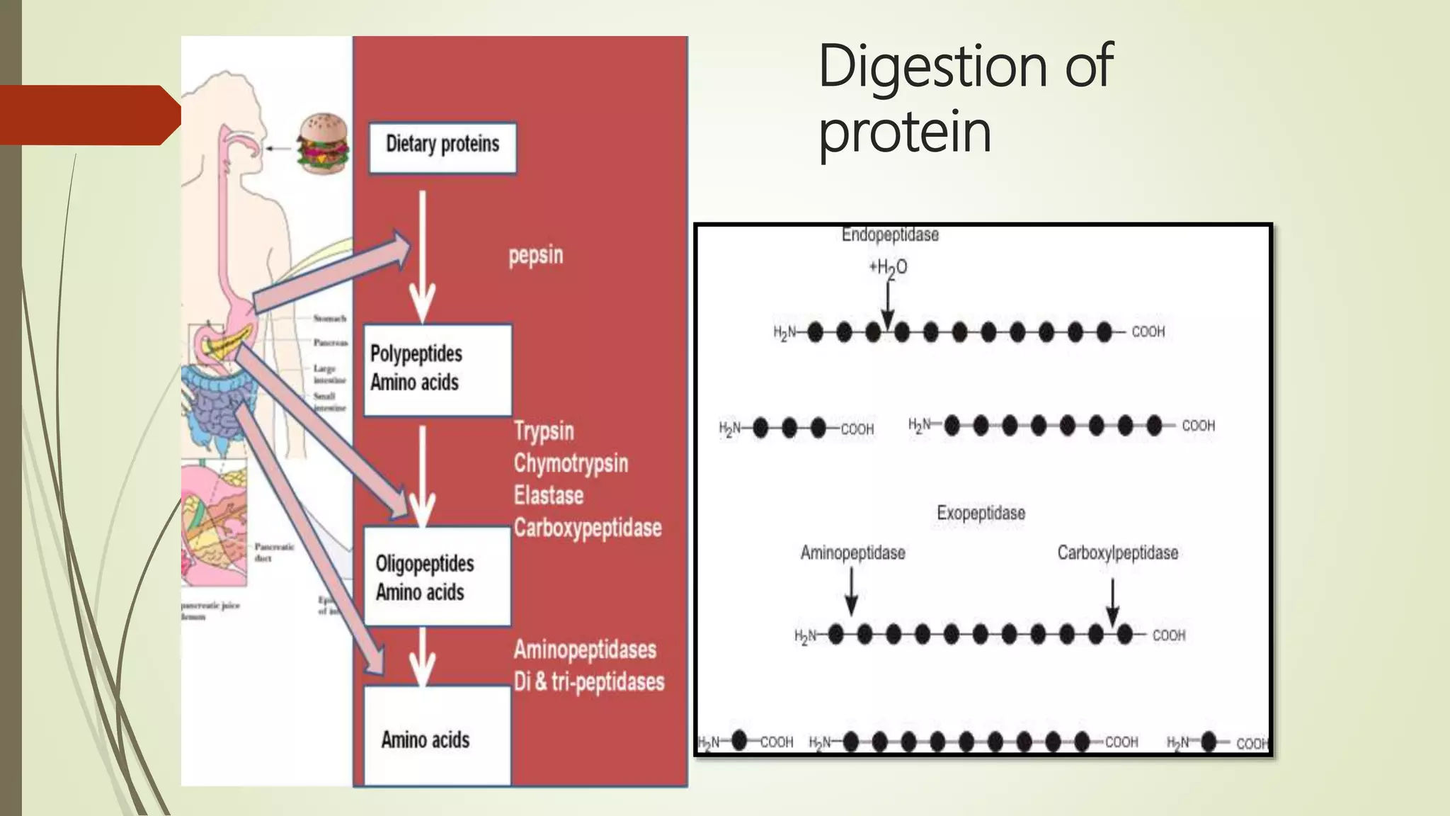 Digestion and absorption | PPTX