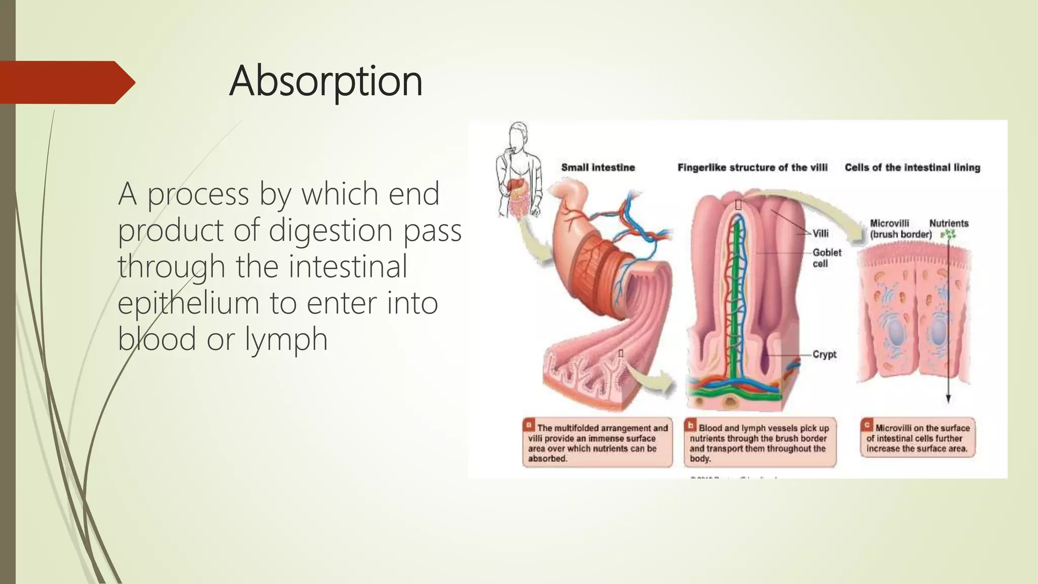 Digestion and absorption | PPTX