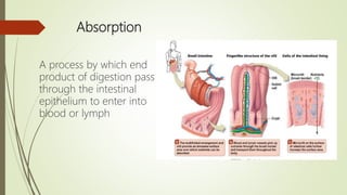 Digestion and absorption | PPTX