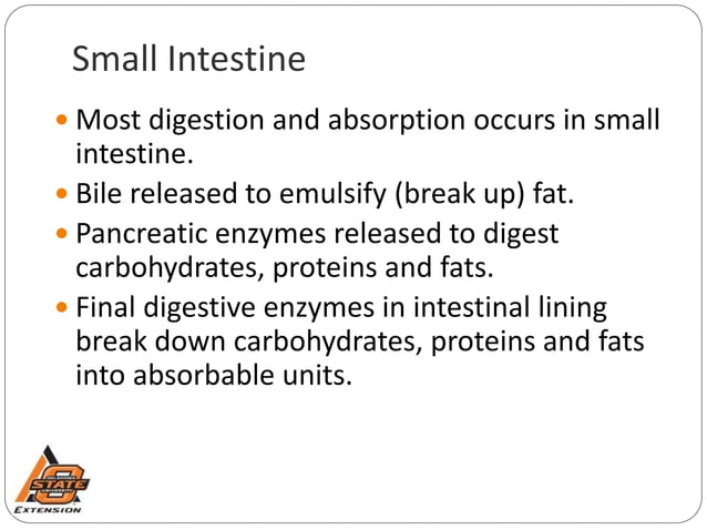 Digestion, absorption and metabolism | PPT | Chemistry | Science