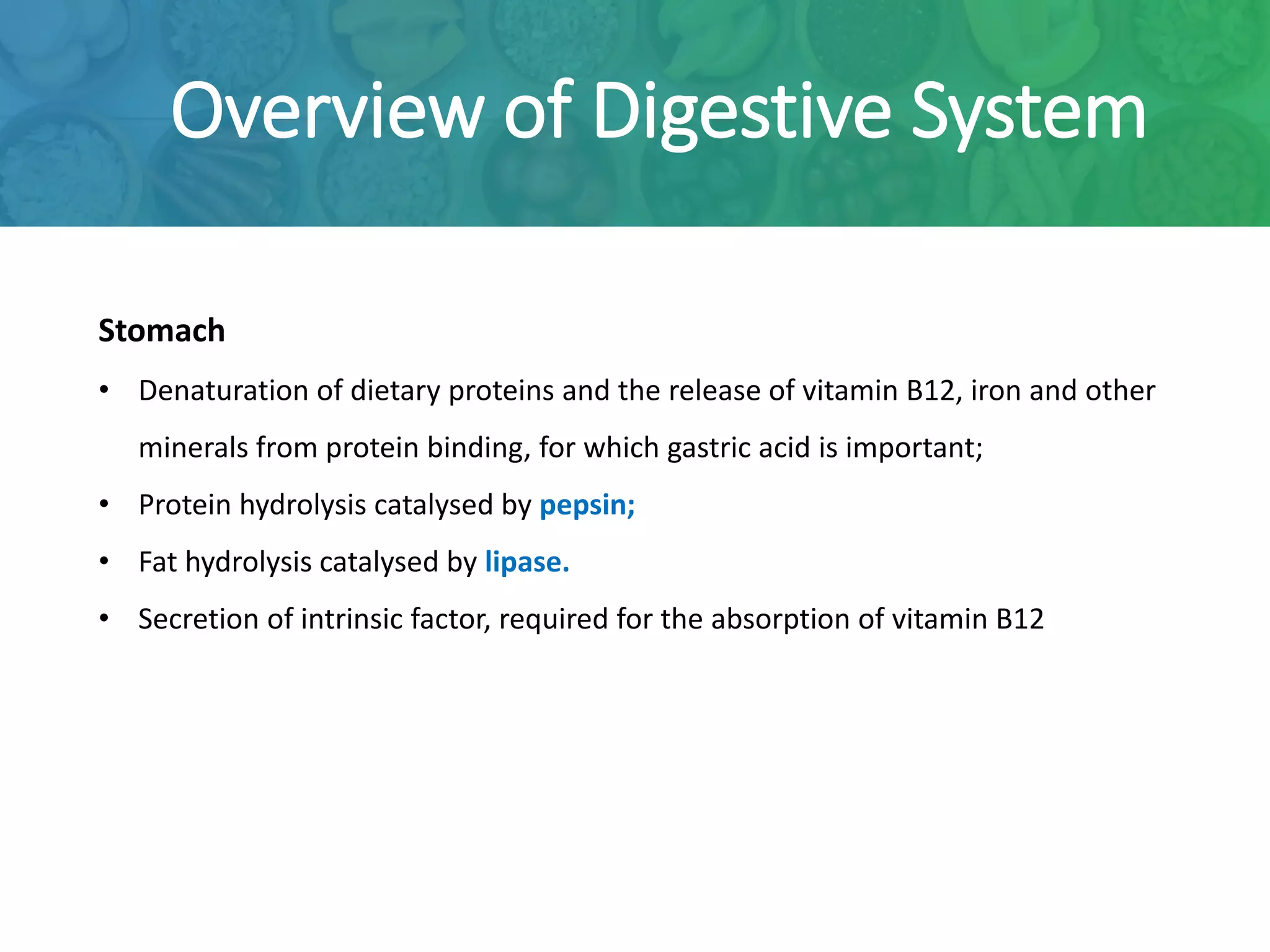 Digestion, absorption and transport of food | PDF