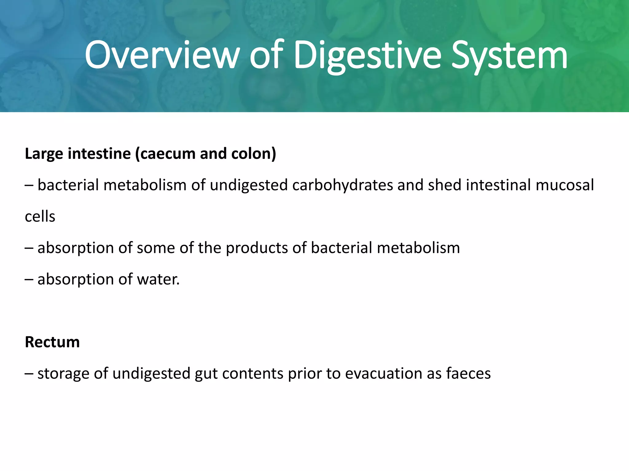 Digestion, absorption and transport of food | PDF