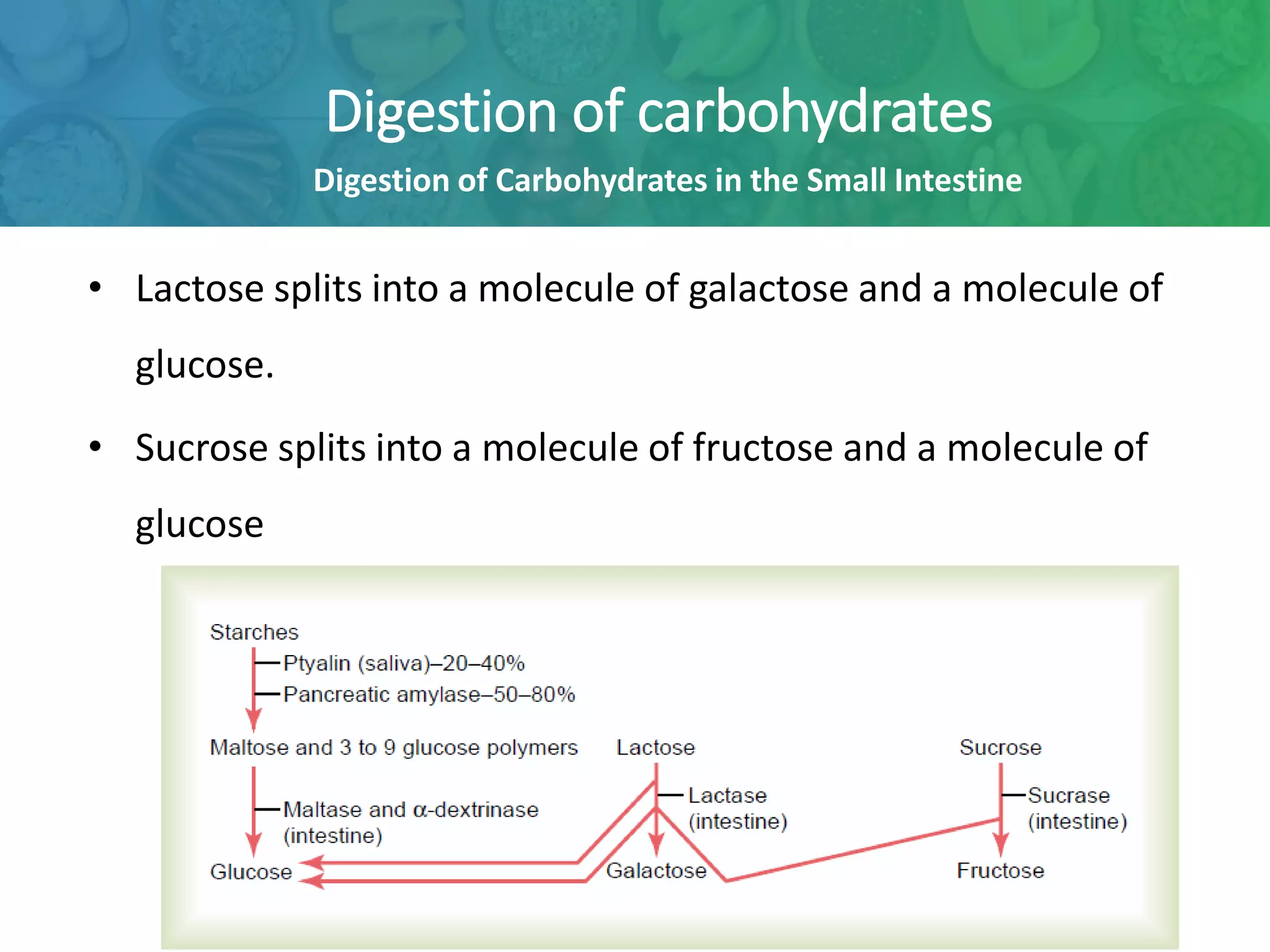 Digestion, absorption and transport of food | PDF