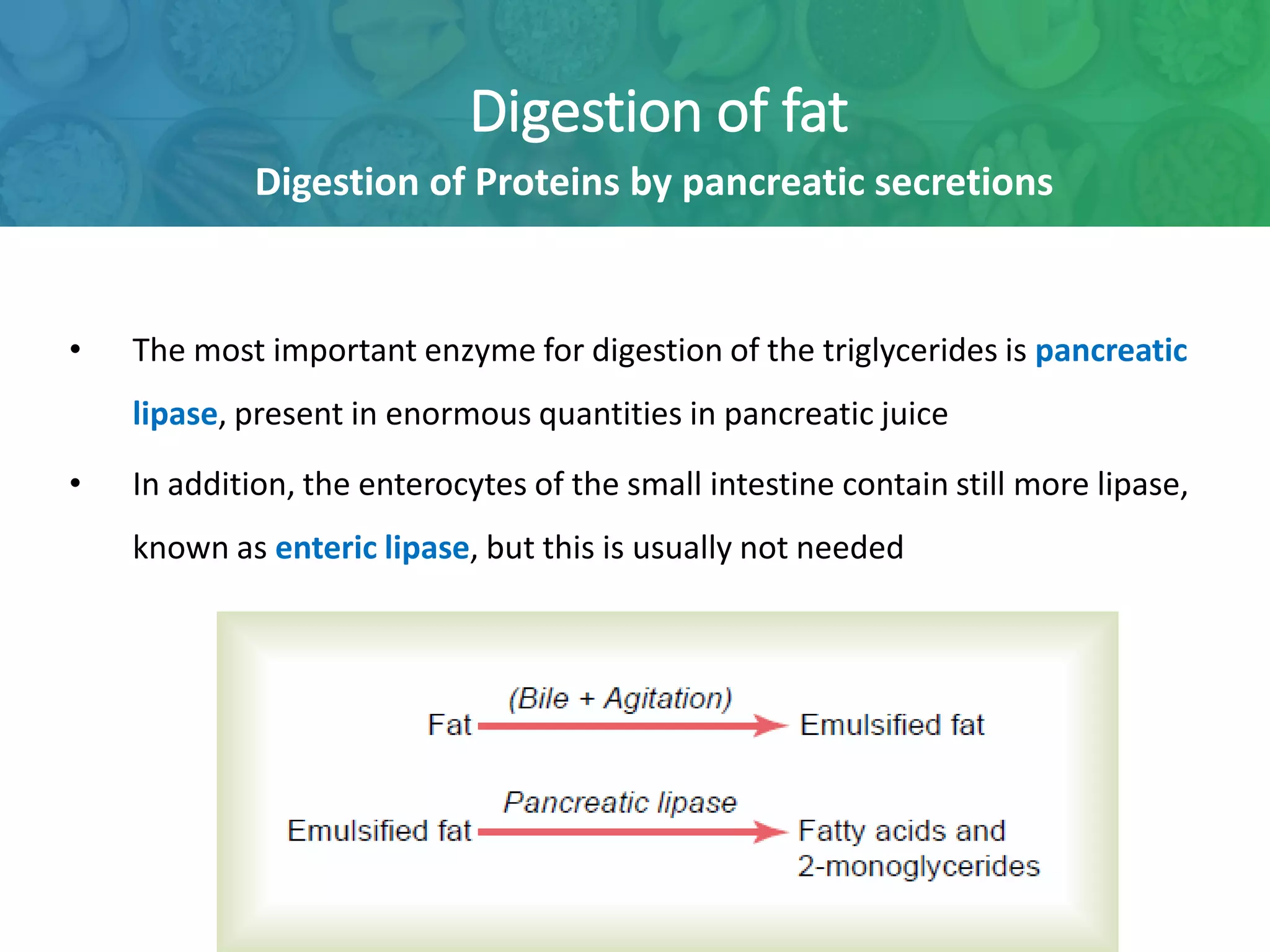 Digestion, absorption and transport of food | PDF