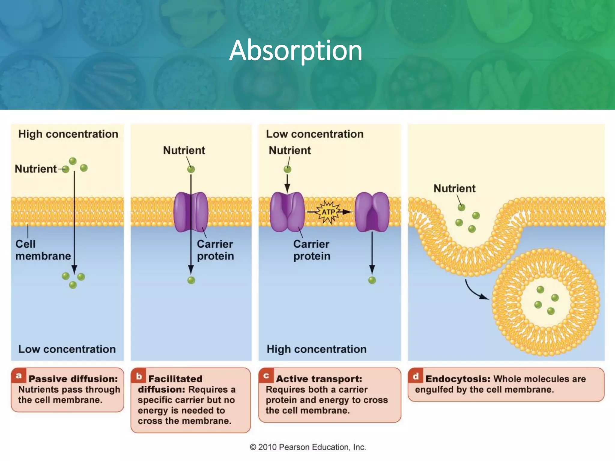 Digestion, absorption and transport of food | PDF | Digestive Disorders ...