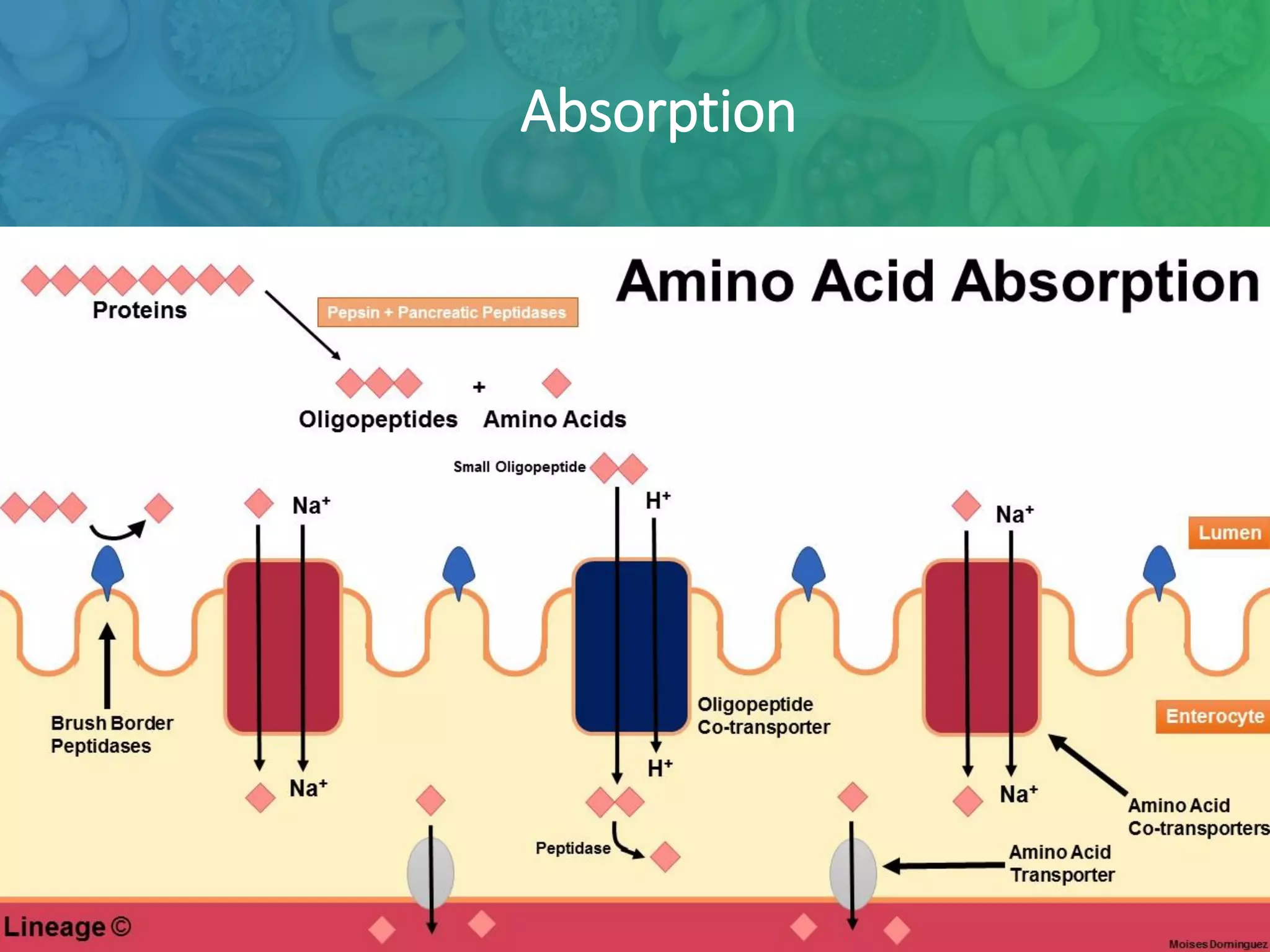 Digestion, absorption and transport of food | PDF