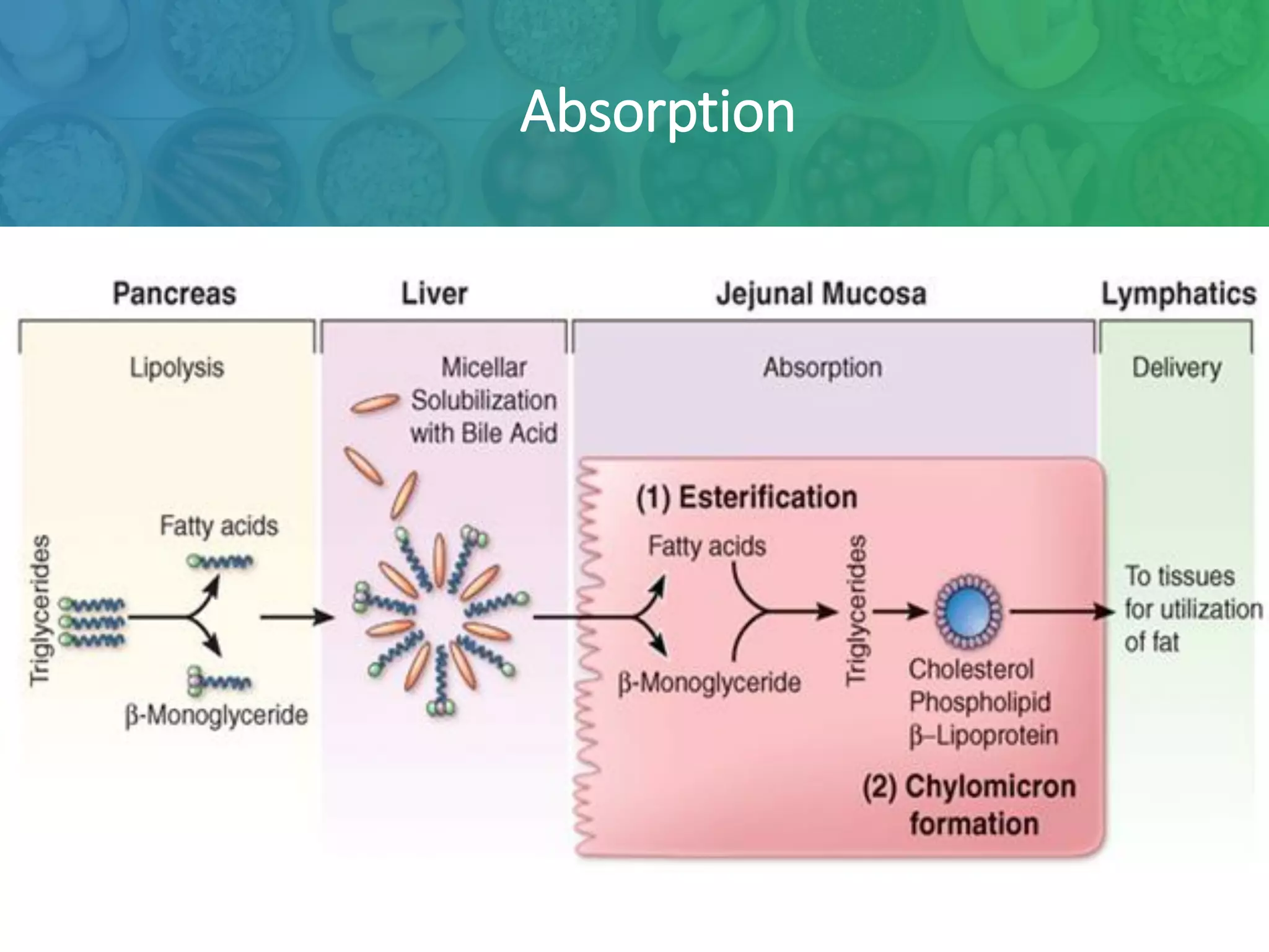 Digestion, absorption and transport of food | PDF | Digestive Disorders ...