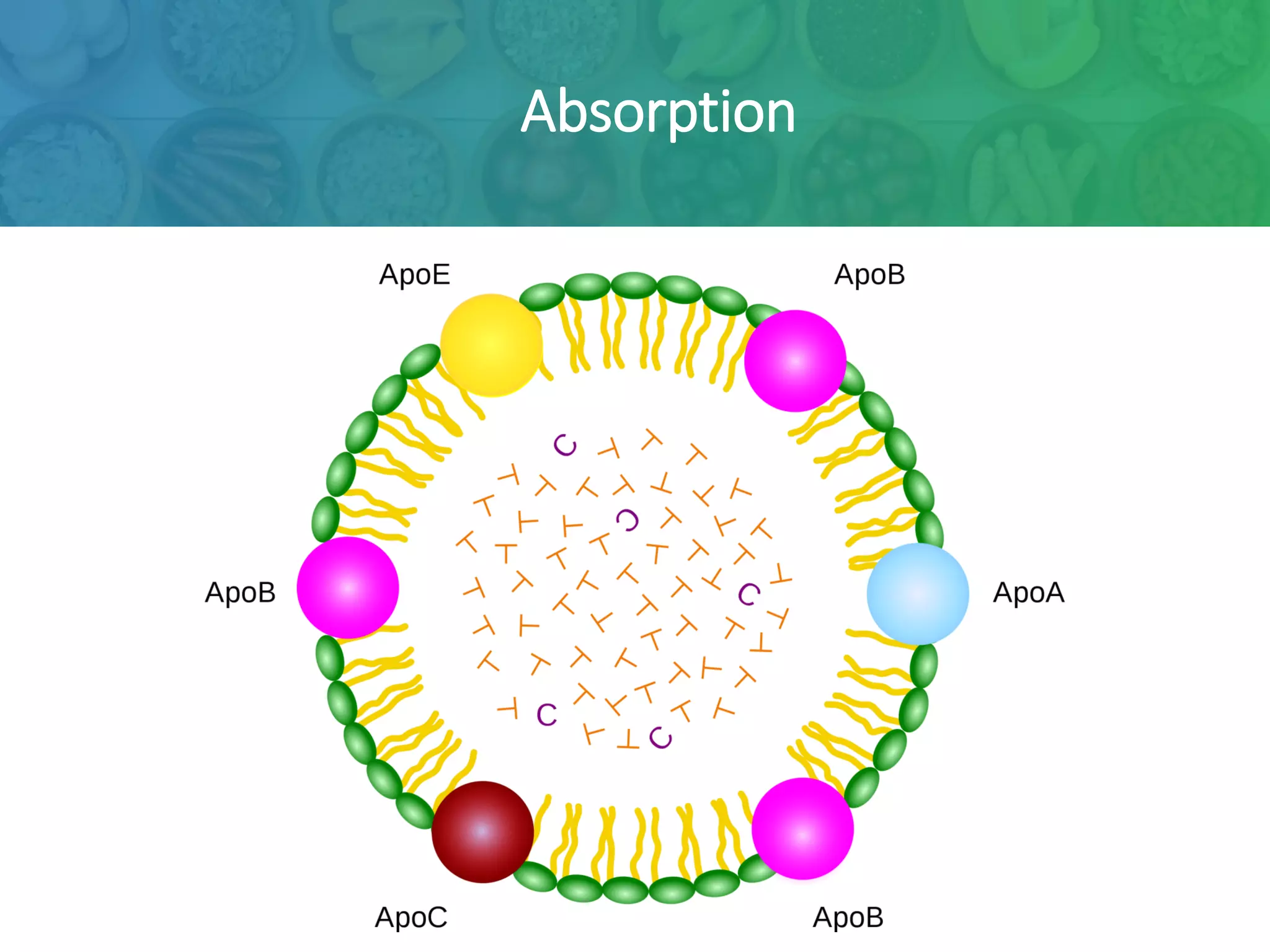 Digestion, absorption and transport of food | PDF