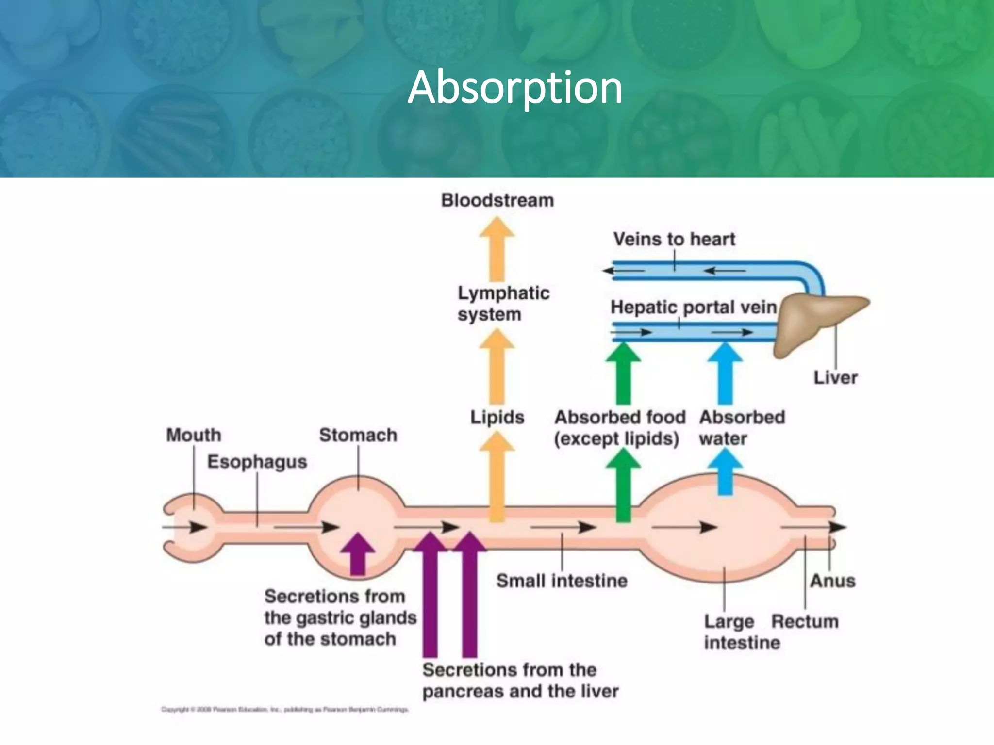 Digestion, absorption and transport of food | PDF