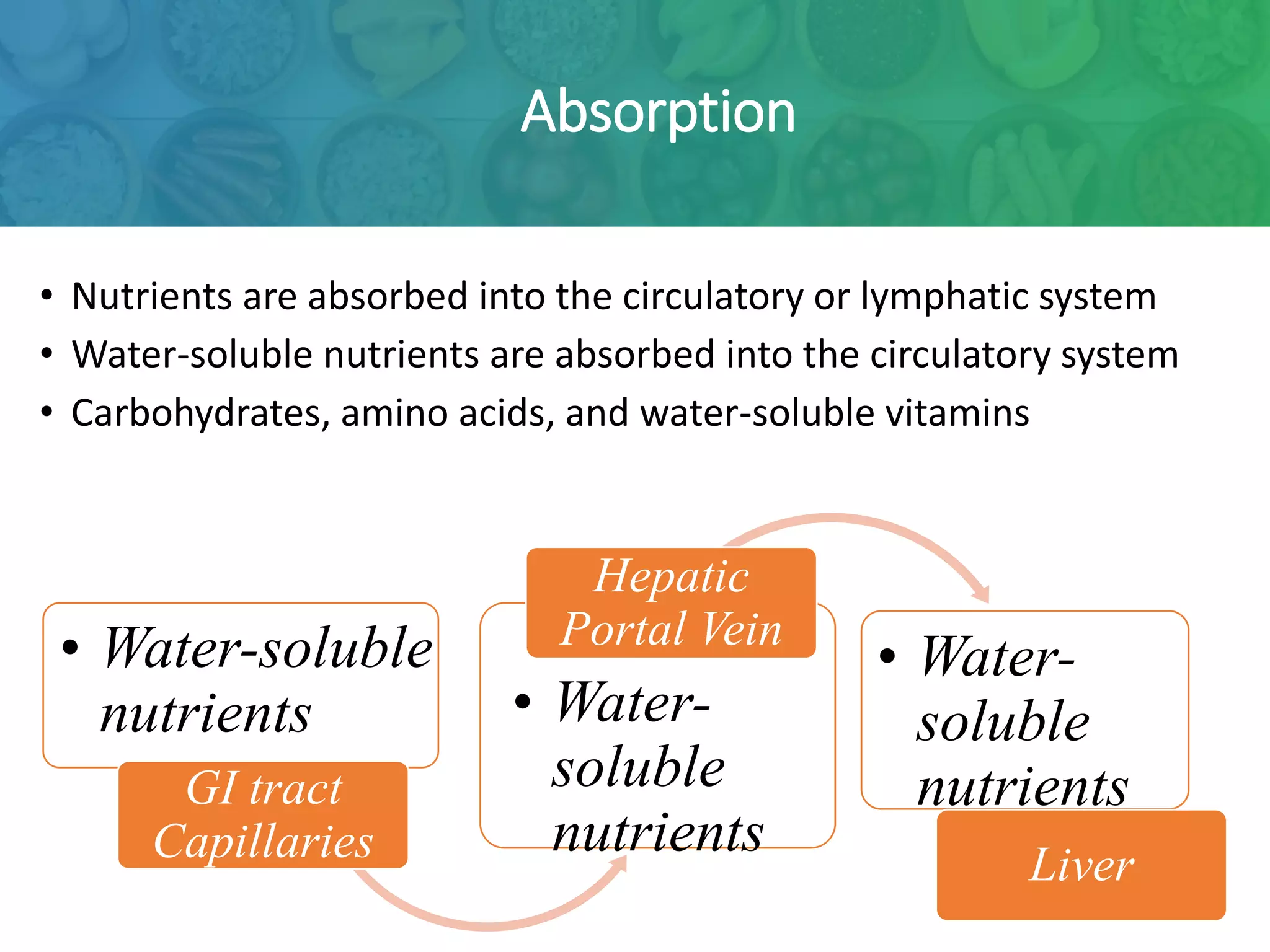 Digestion, absorption and transport of food | PDF
