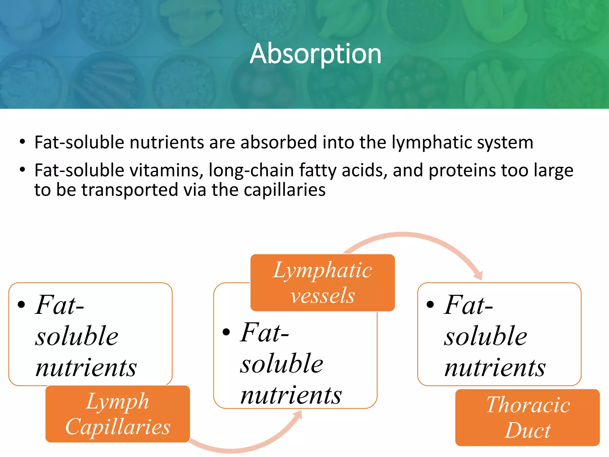 Digestion, absorption and transport of food | PDF | Digestive Disorders ...