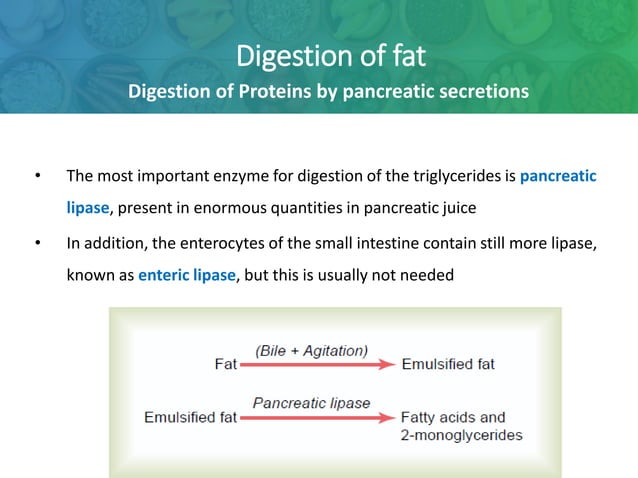 Digestion, absorption and transport of food | PDF | Digestive Disorders ...