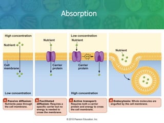 Digestion, absorption and transport of food | PDF