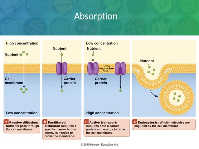 Digestion, absorption and transport of food | PDF | Digestive Disorders ...